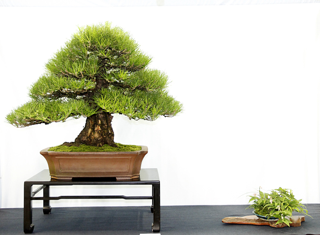 Finest Japanese Style Display 2014 - U.S. National Bonsai Exhibition